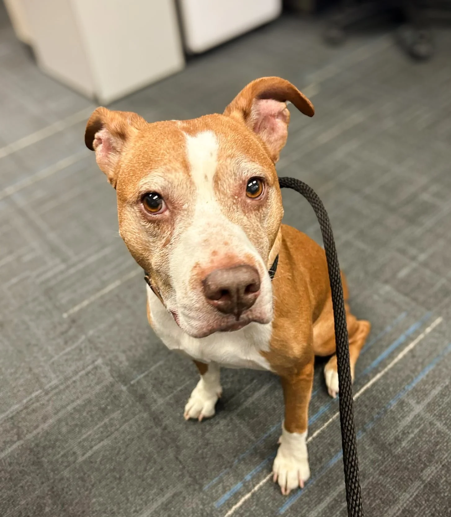 AdoptaBull — UnbreakaBULL Pitbull Rescue