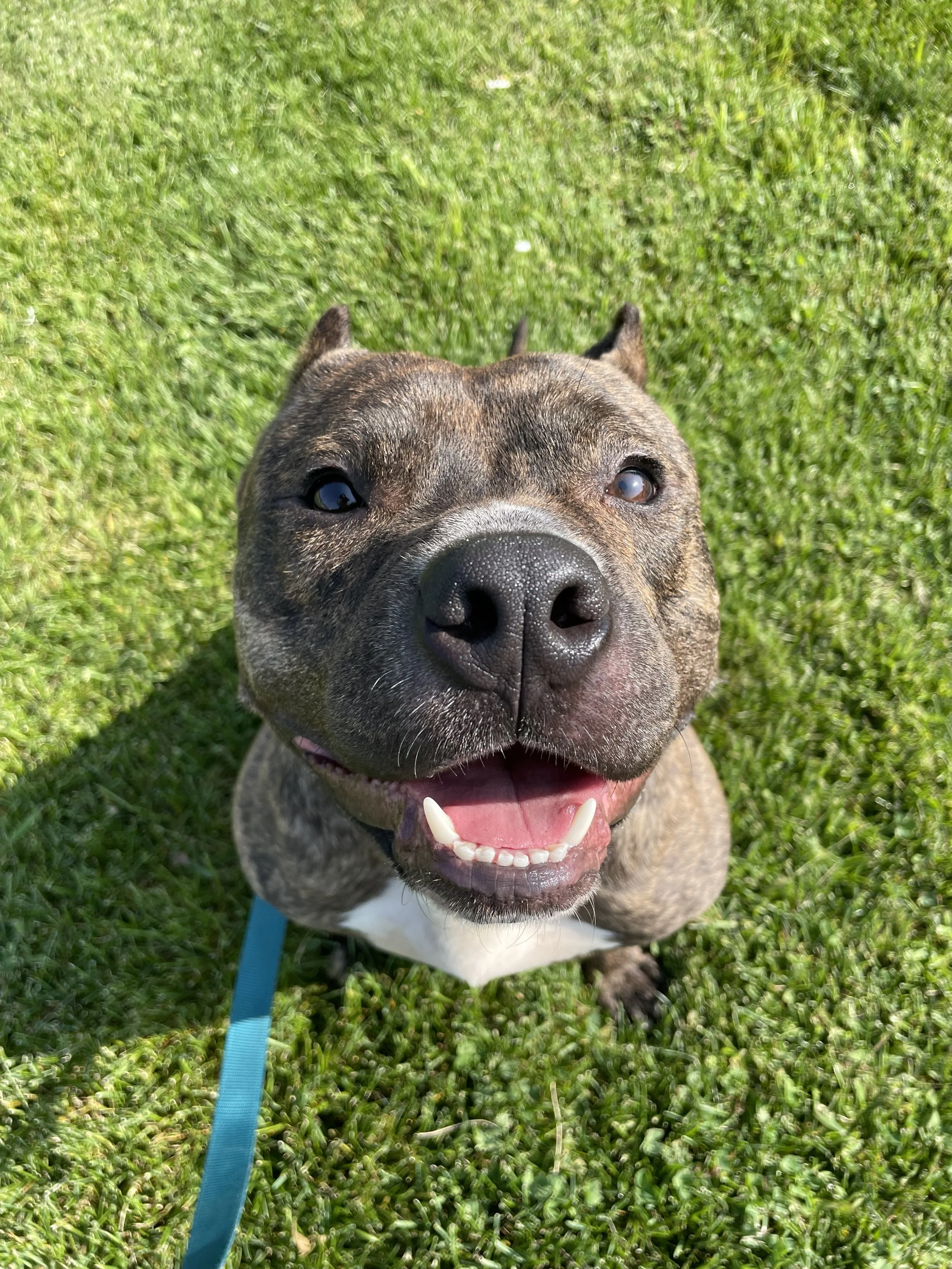 Marshall — UnbreakaBULL Pitbull Rescue