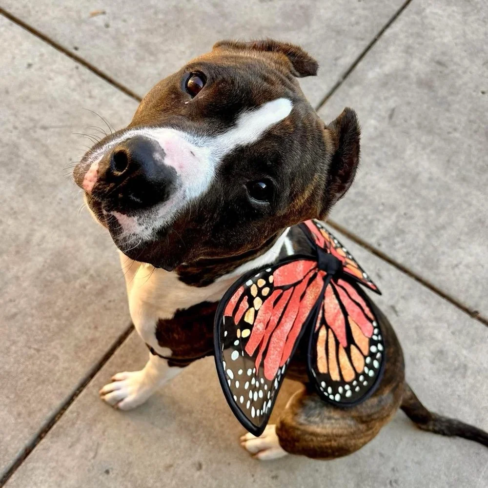 Raider — UnbreakaBULL Pitbull Rescue