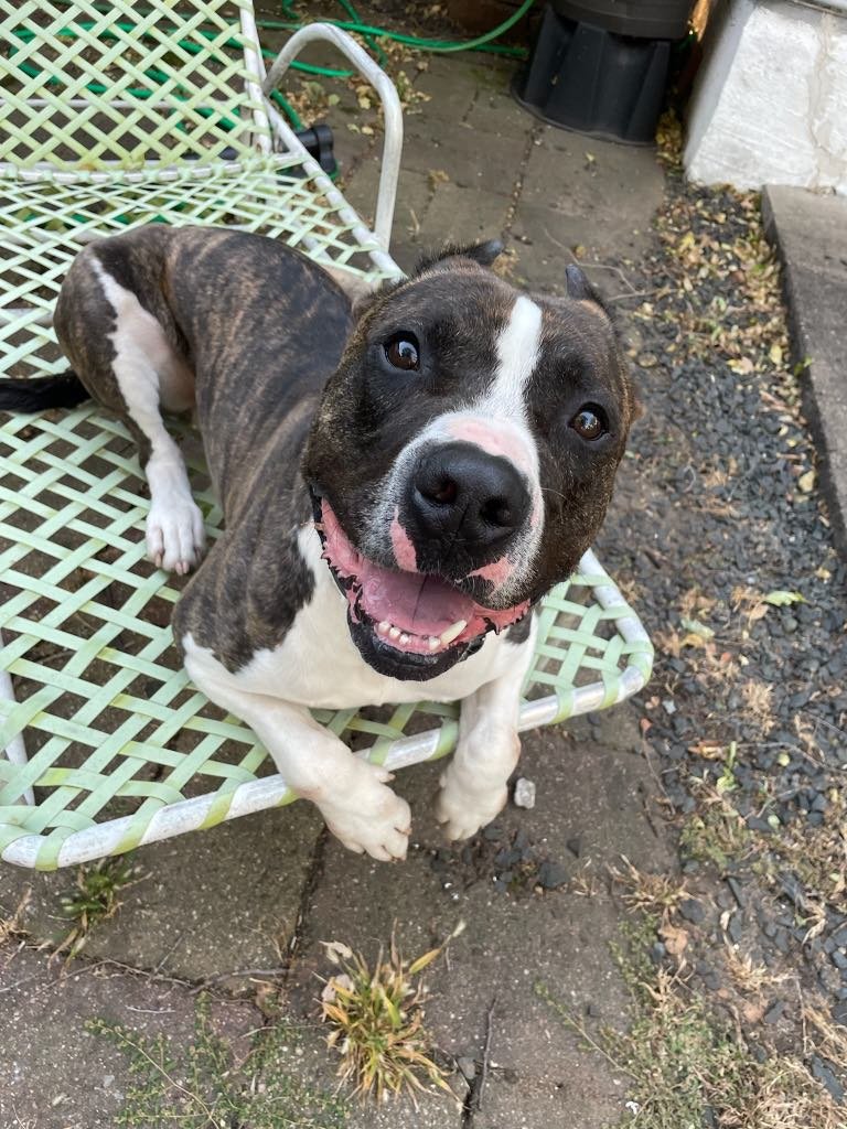 Raider — UnbreakaBULL Pitbull Rescue