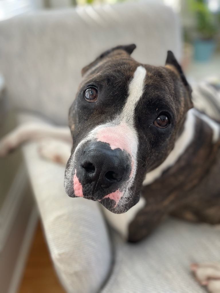 Raider — UnbreakaBULL Pitbull Rescue