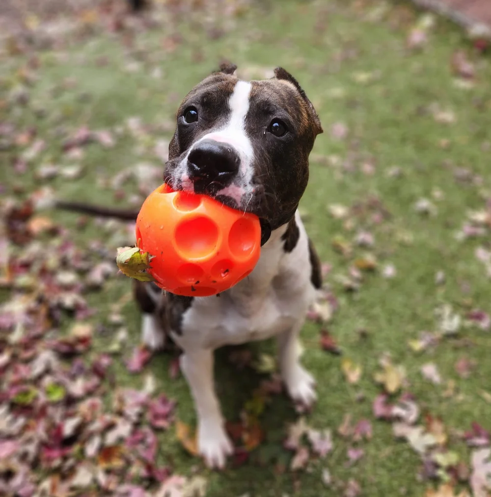 Raider — UnbreakaBULL Pitbull Rescue