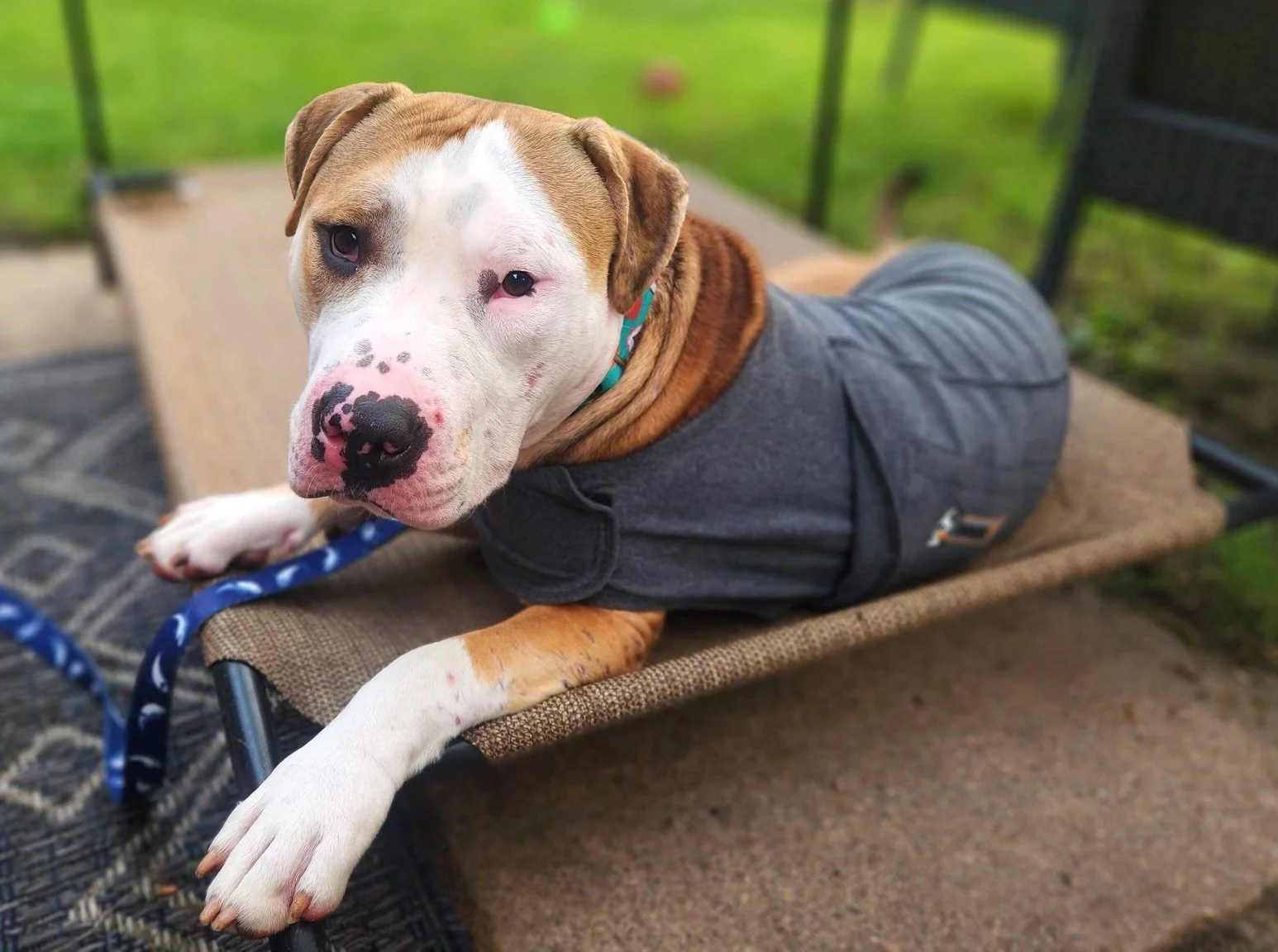 AdoptaBull — UnbreakaBULL Pitbull Rescue