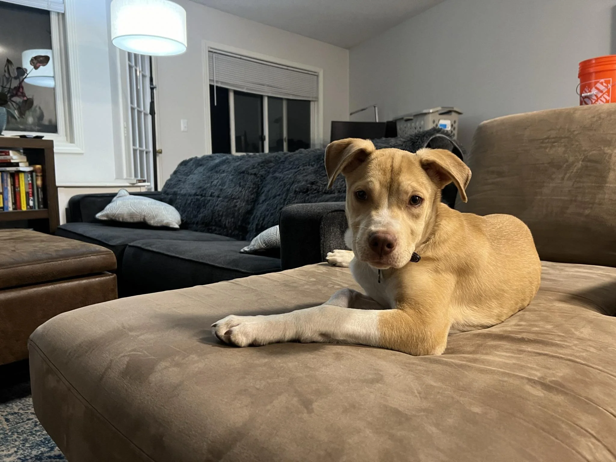 AdoptaBull — UnbreakaBULL Pitbull Rescue