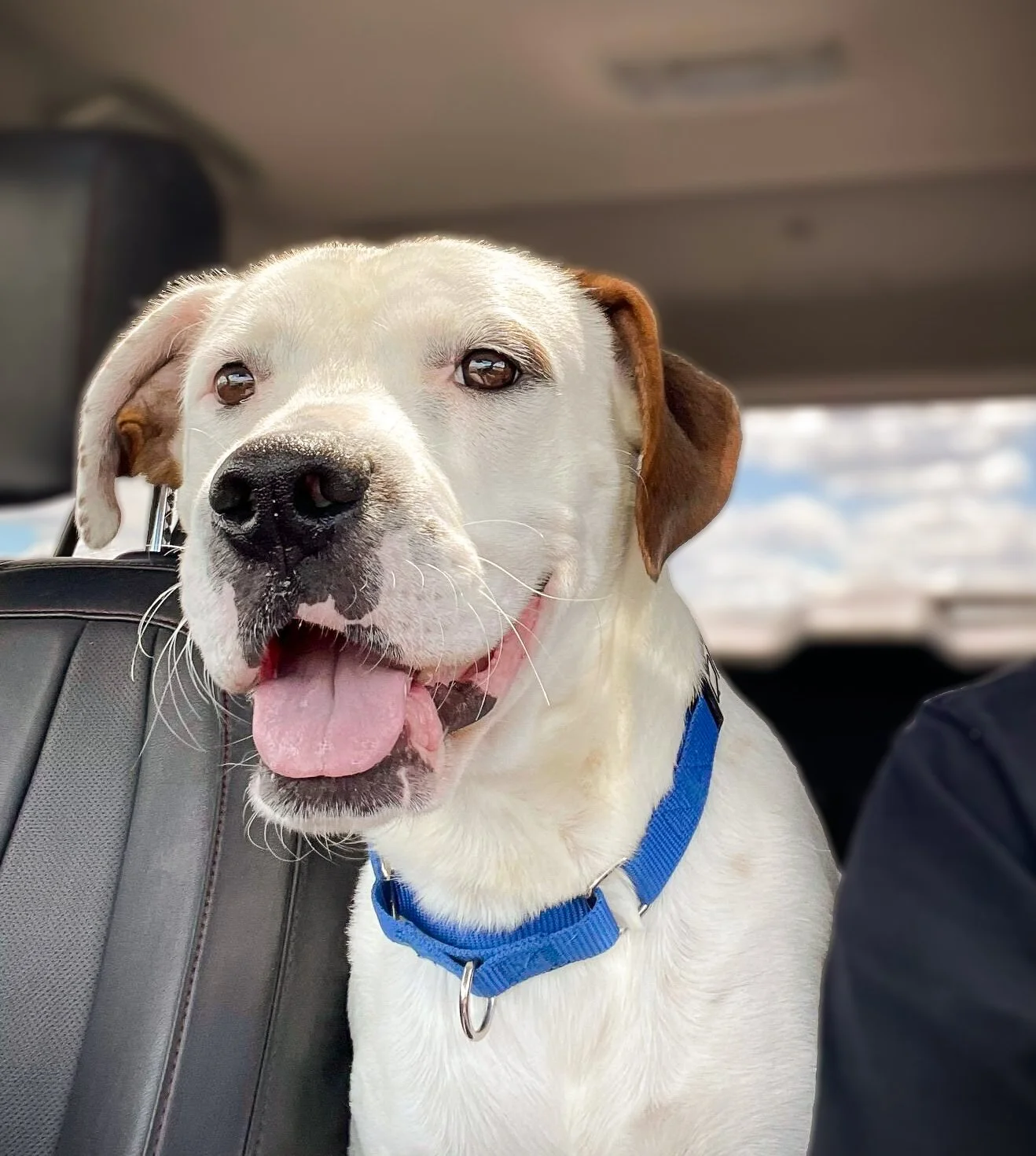 AdoptaBull — UnbreakaBULL Pitbull Rescue