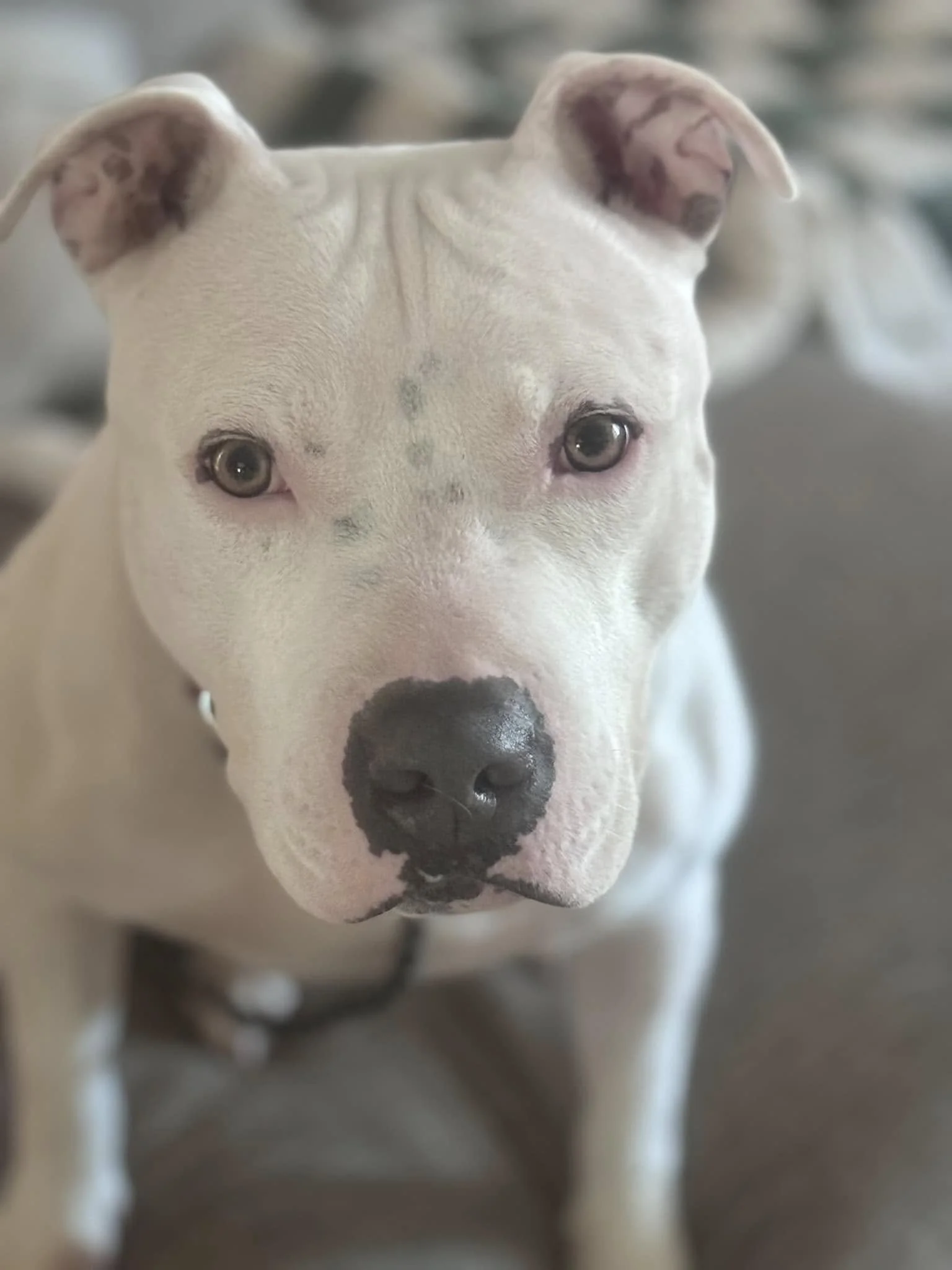 AdoptaBull — UnbreakaBULL Pitbull Rescue