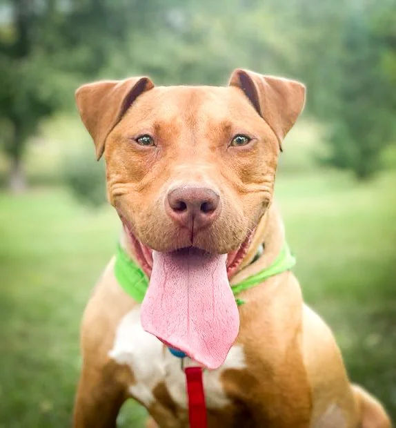 AdoptaBull — UnbreakaBULL Pitbull Rescue
