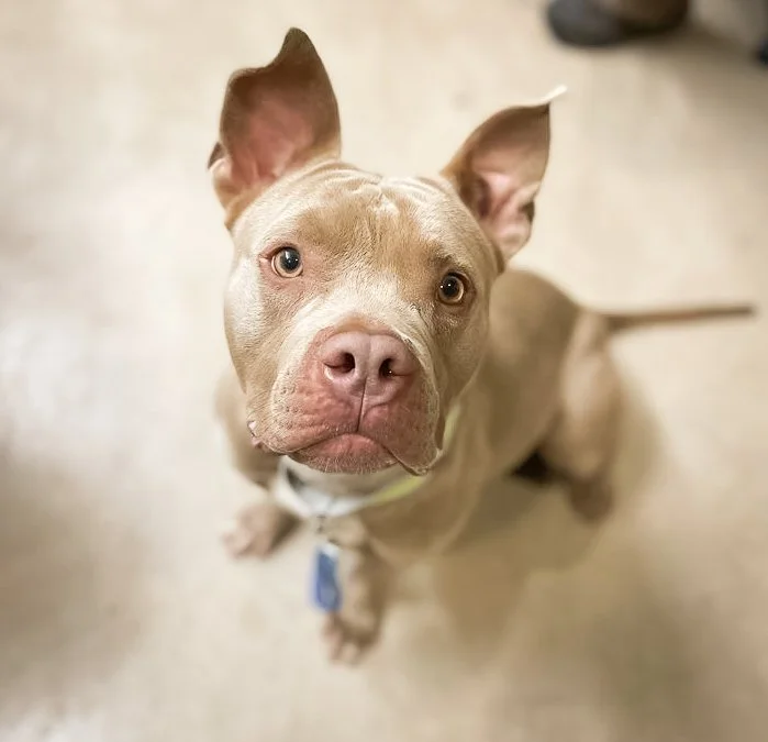 AdoptaBull — UnbreakaBULL Pitbull Rescue