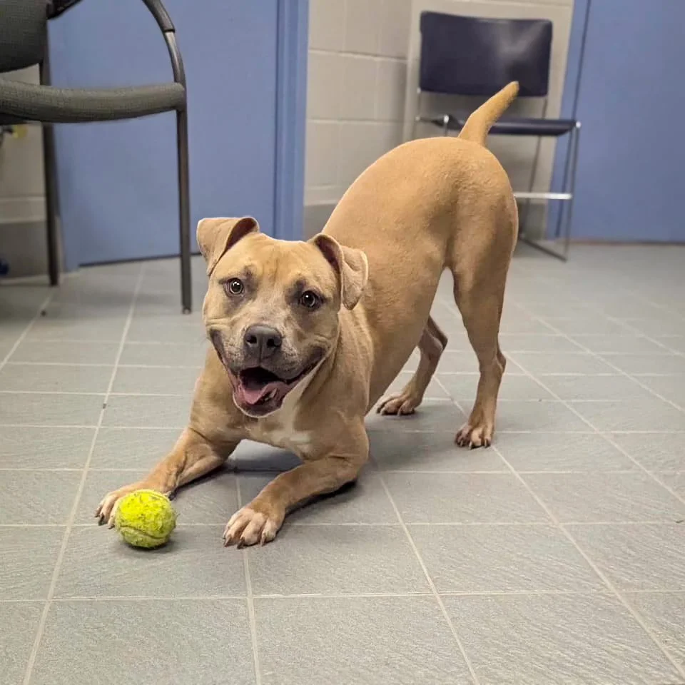 AdoptaBull — UnbreakaBULL Pitbull Rescue