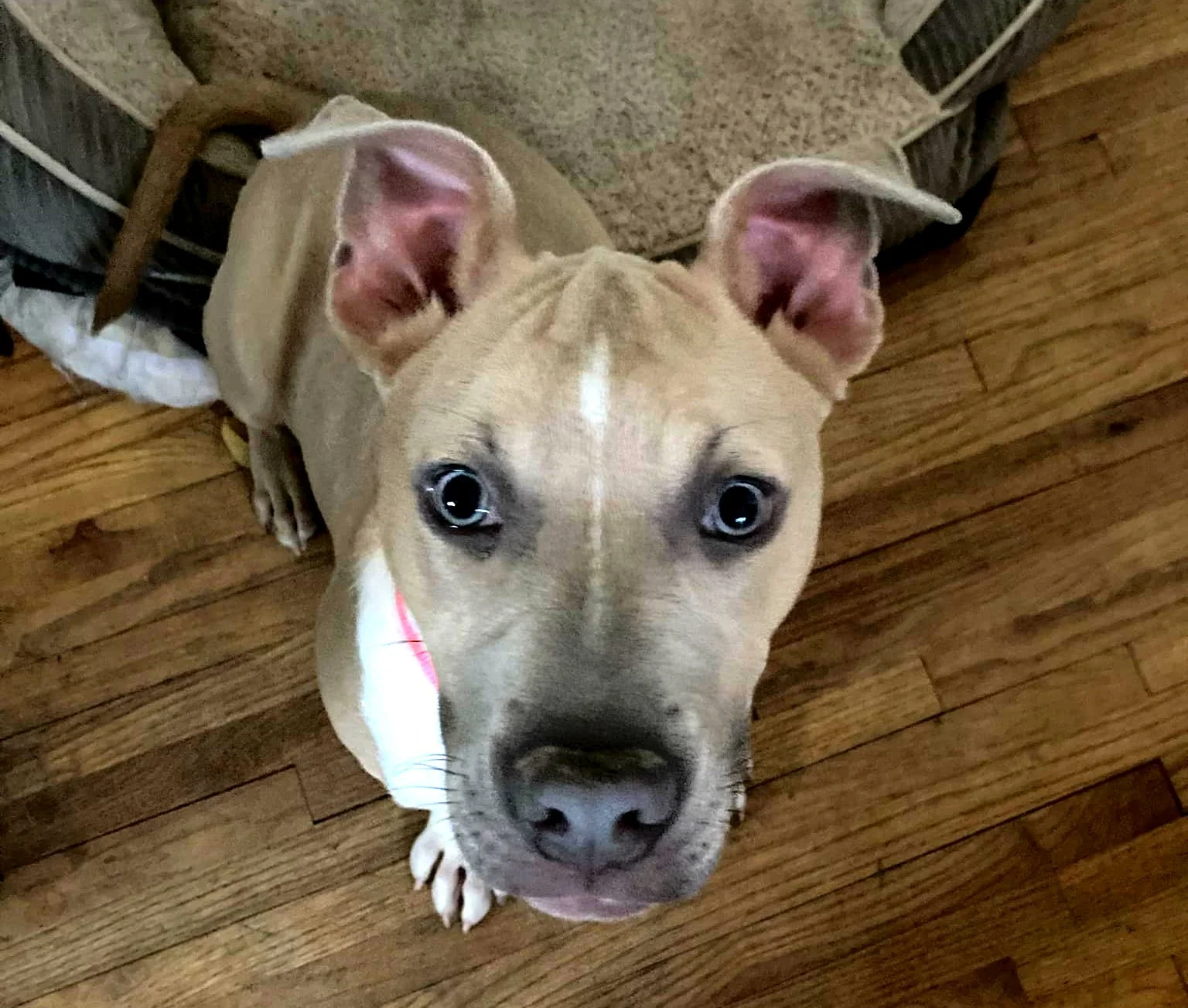 AdoptaBull — UnbreakaBULL Pitbull Rescue