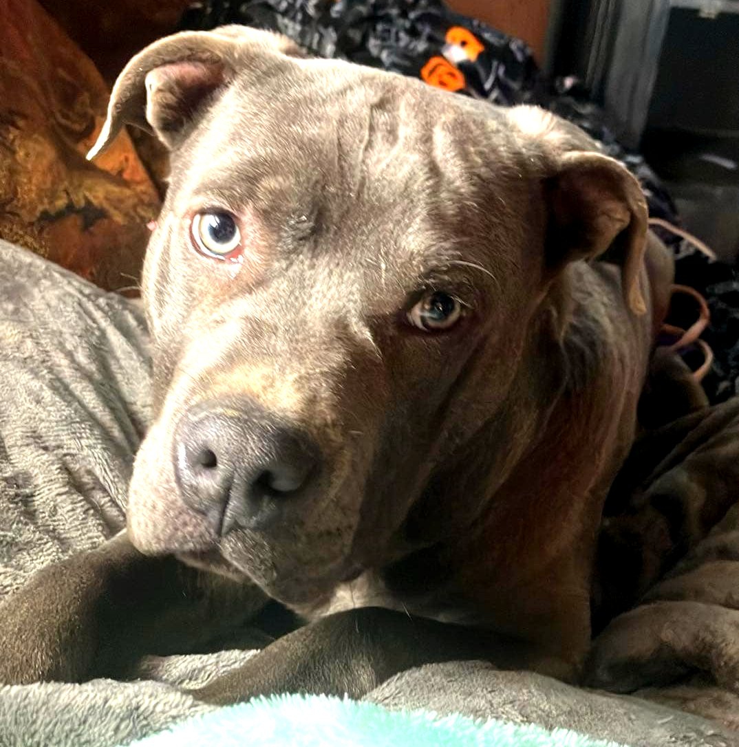 AdoptaBull — UnbreakaBULL Pitbull Rescue