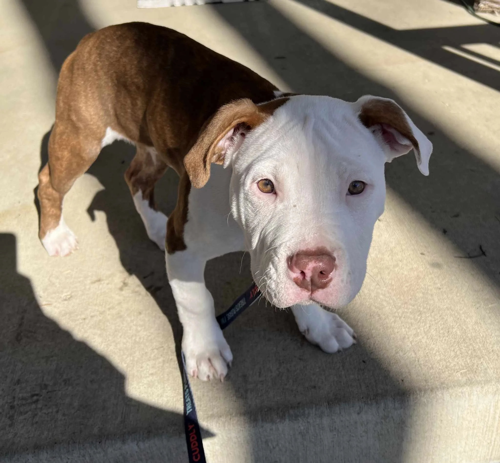 AdoptaBull — UnbreakaBULL Pitbull Rescue