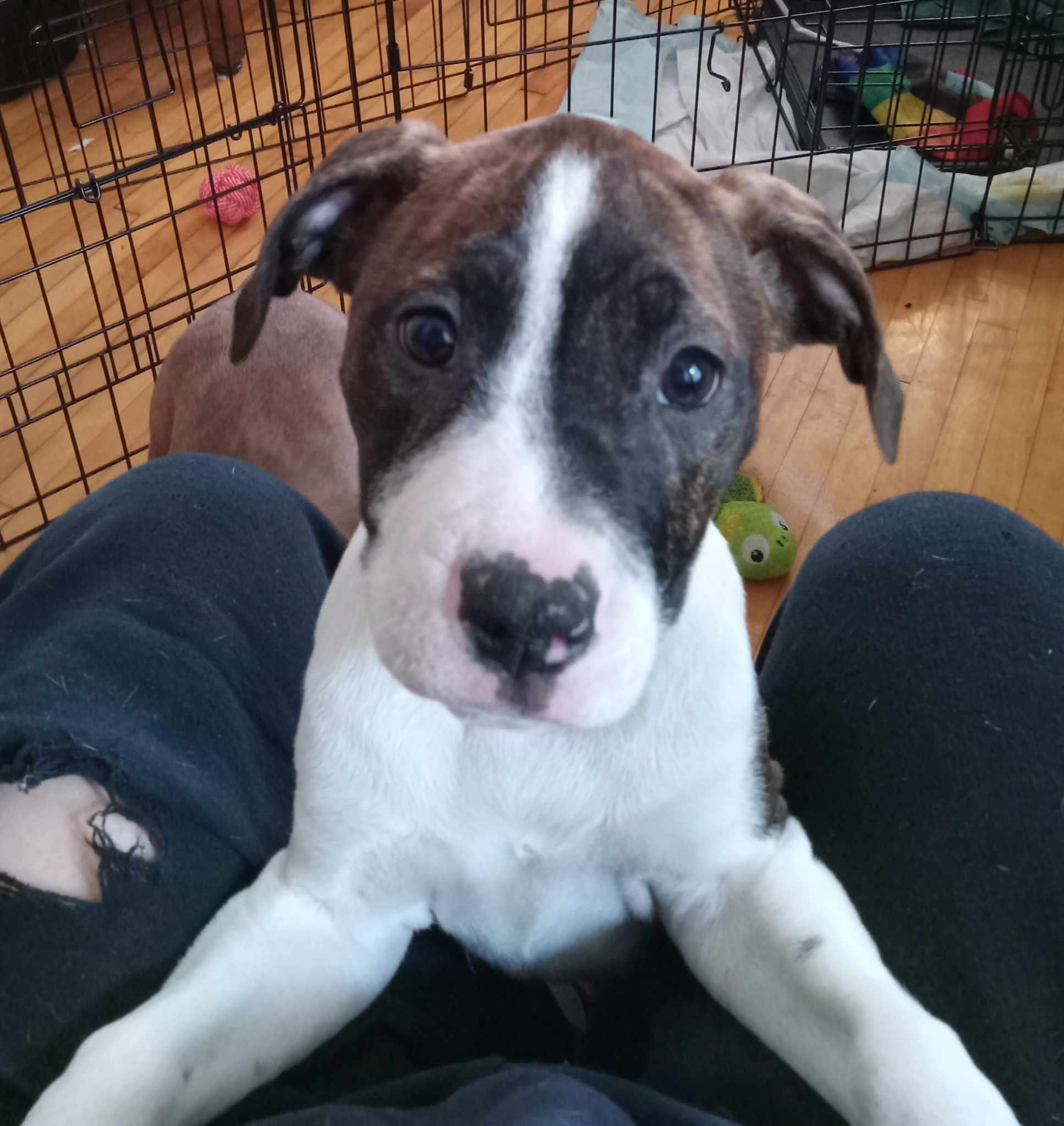 AdoptaBull — UnbreakaBULL Pitbull Rescue