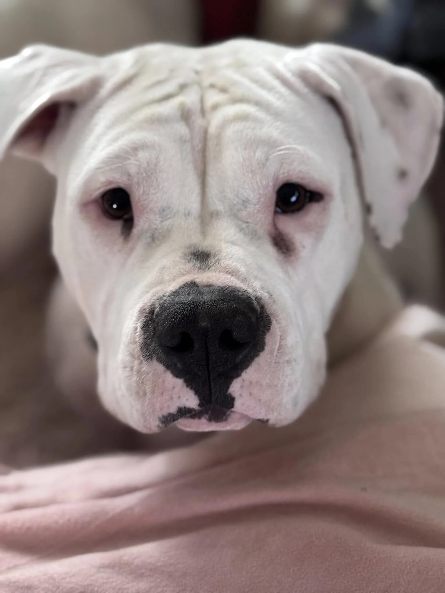 AdoptaBull — UnbreakaBULL Pitbull Rescue