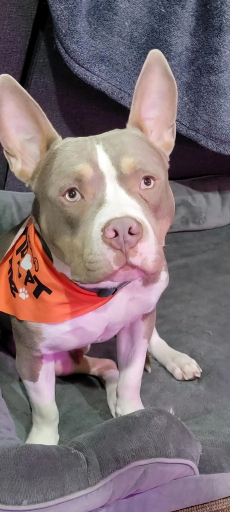AdoptaBull — UnbreakaBULL Pitbull Rescue