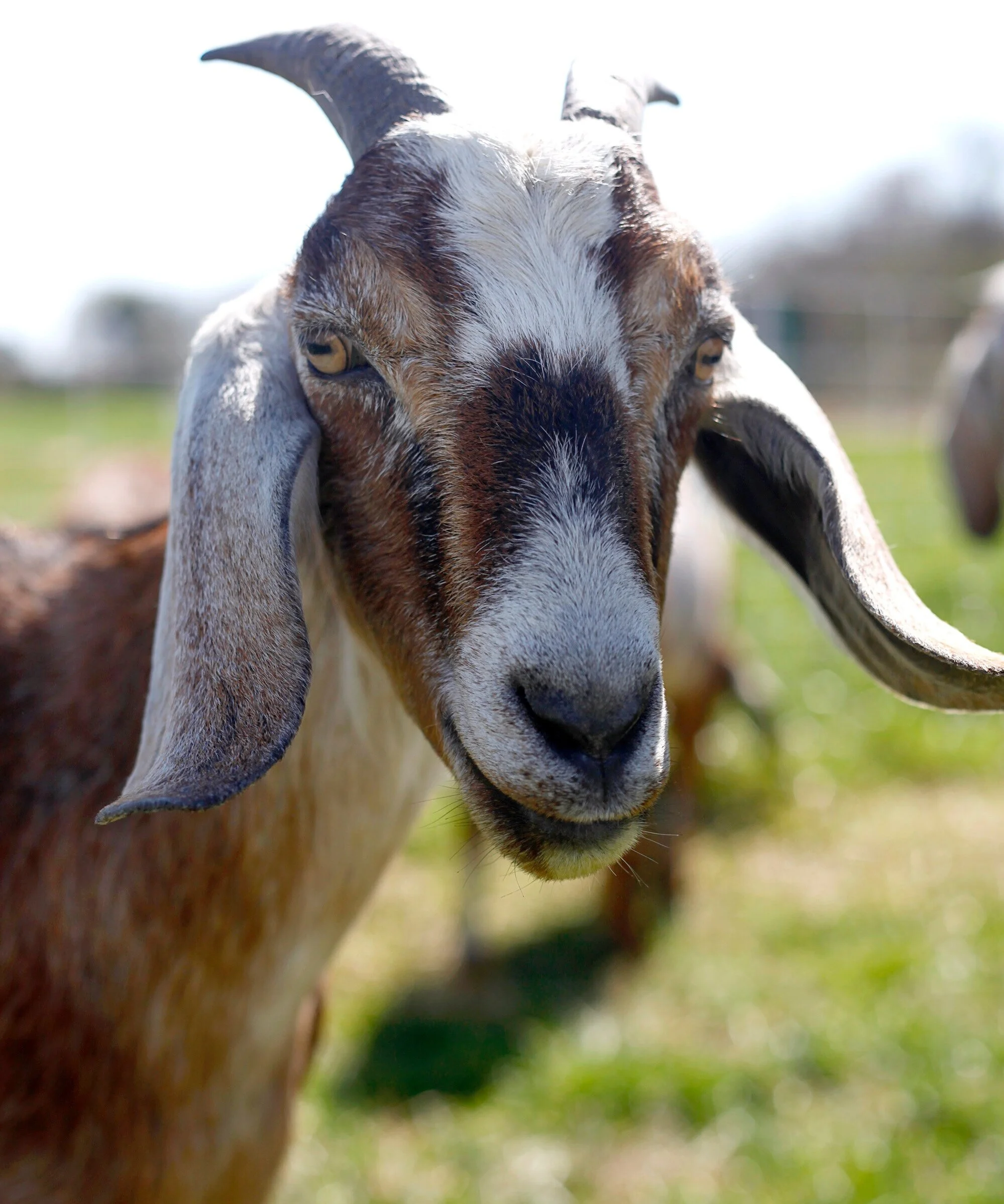 STAFF DIRECTORY — Eco-Goats