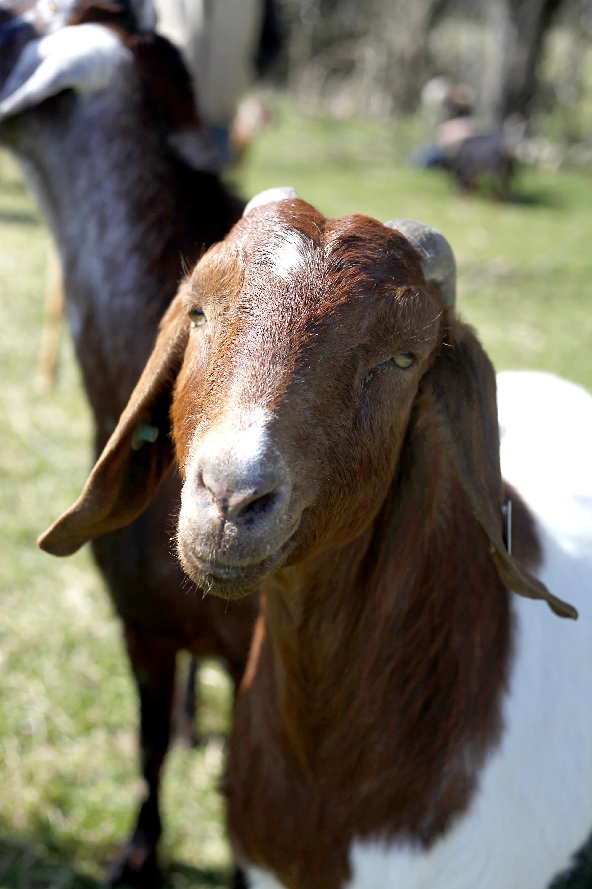 STAFF DIRECTORY — Eco-Goats