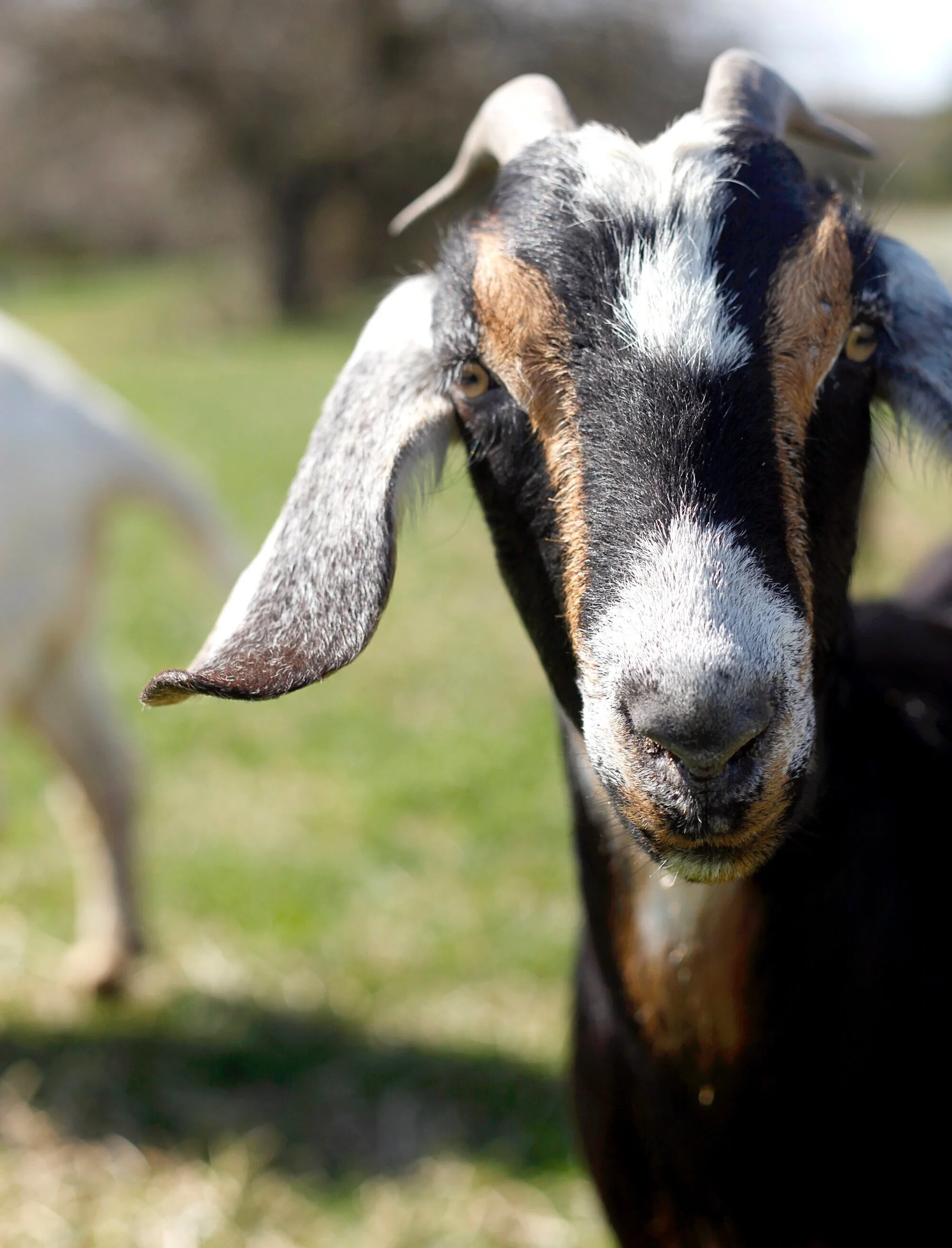STAFF DIRECTORY — Eco-Goats