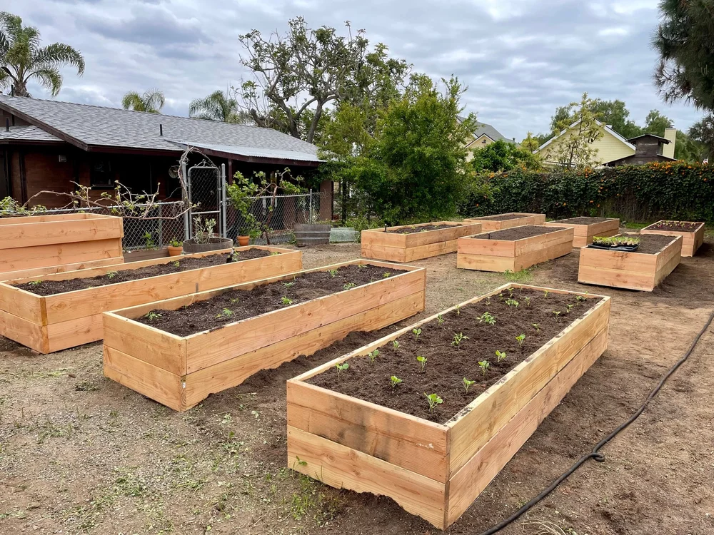 Homegrown Hunger Relief Garden — Healthy Day Partners