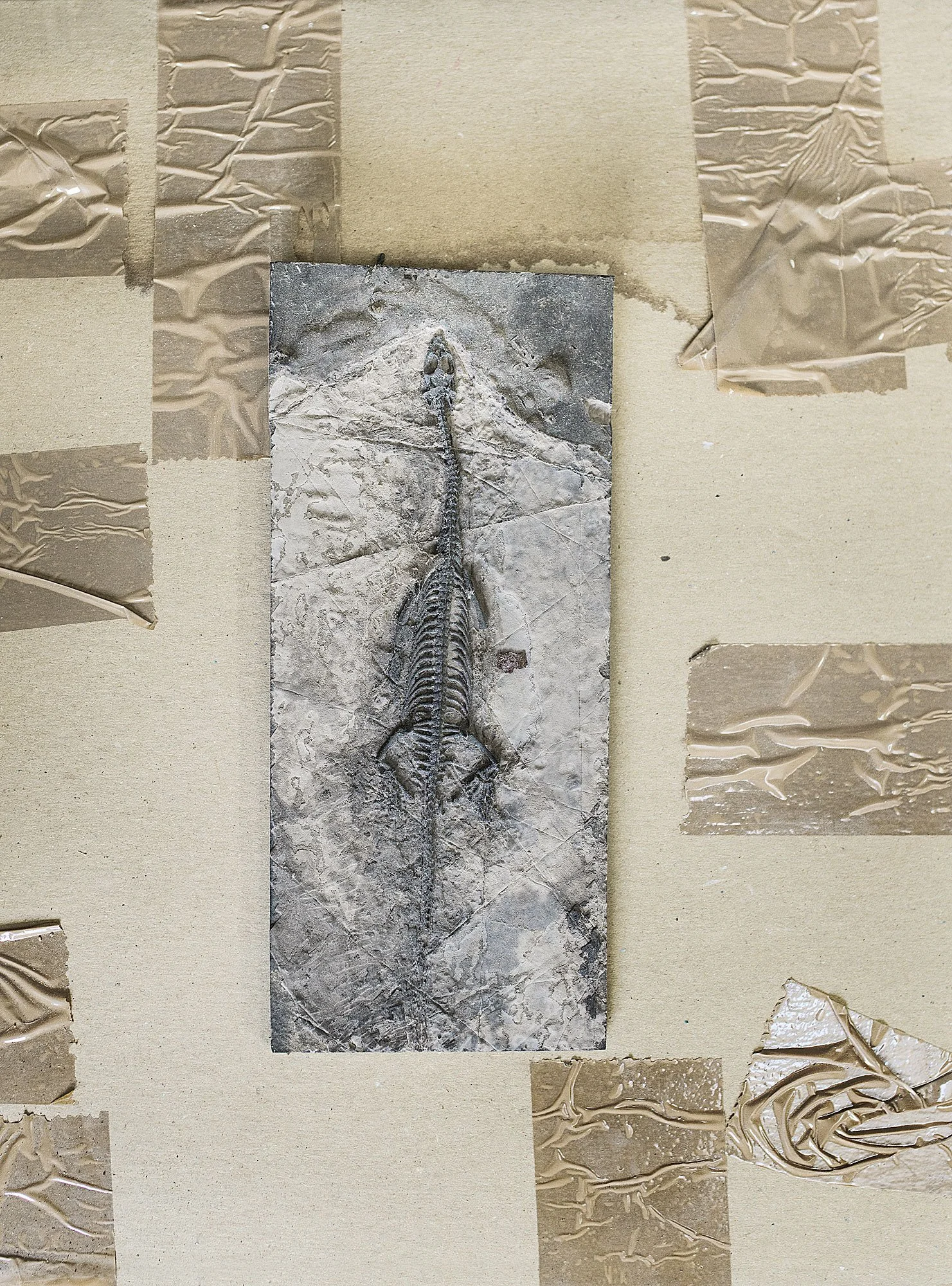 Phoenix Arizona Editorial photography — Mark Peterman