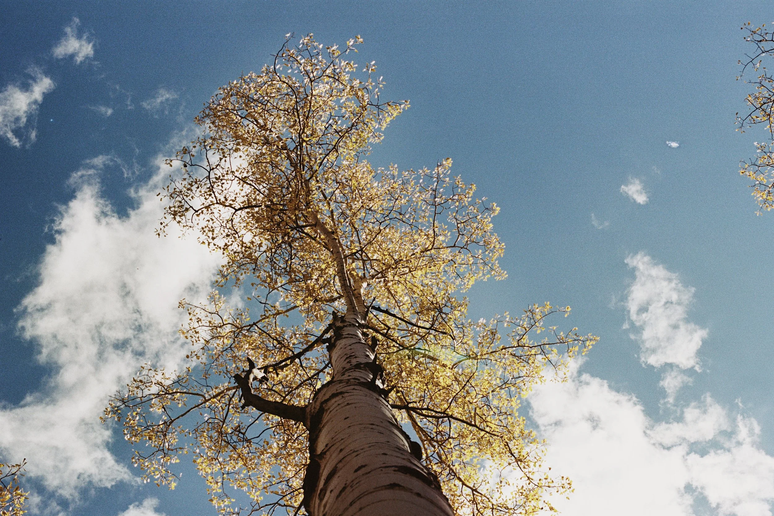 The Catalyst — Cutler Publications