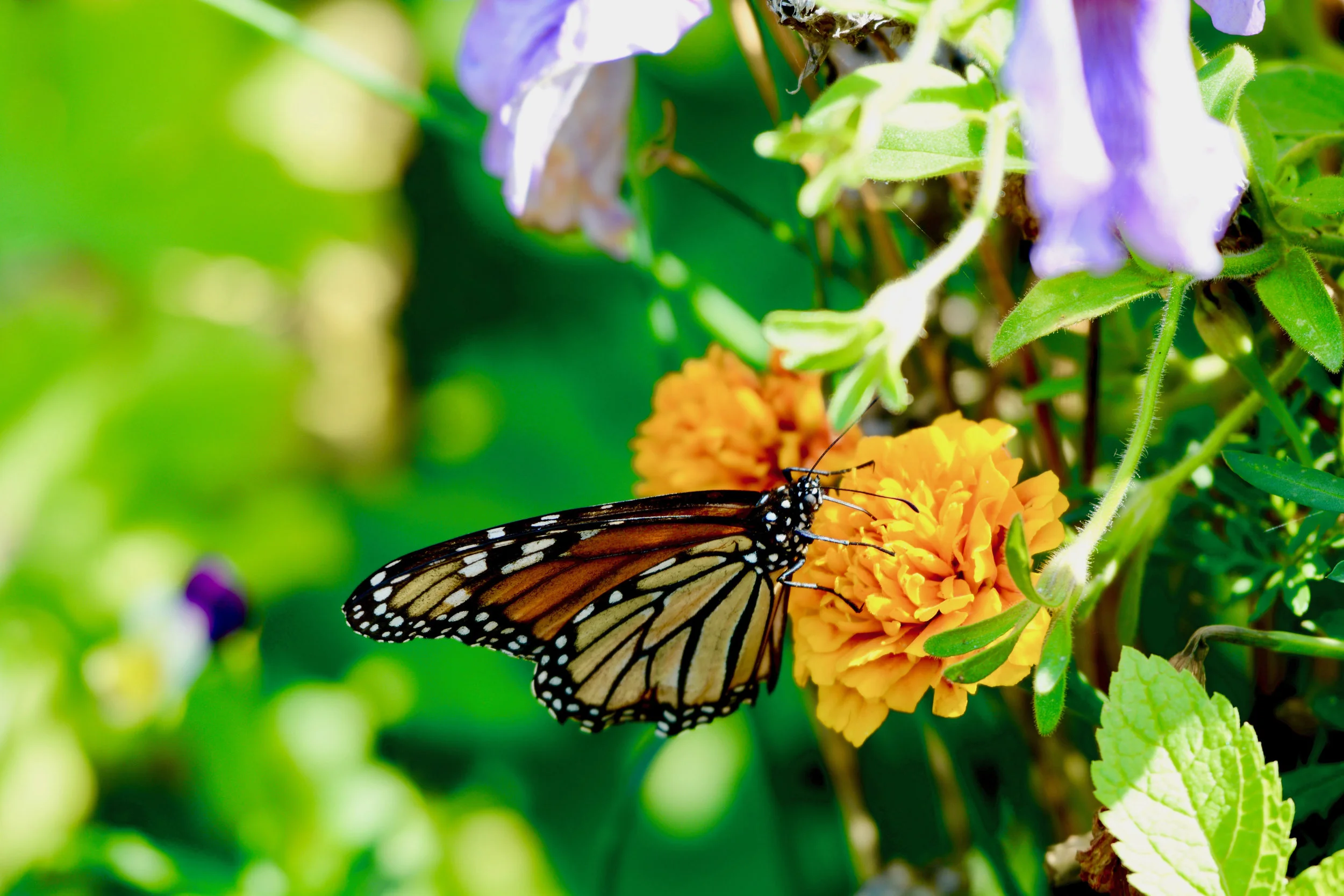 Macroecology & Conservation