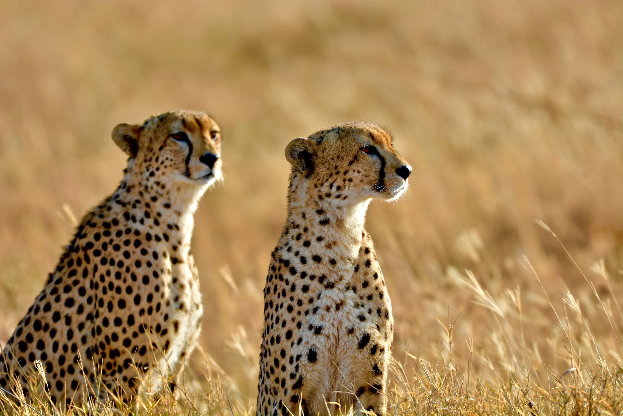 Macroecology & Conservation