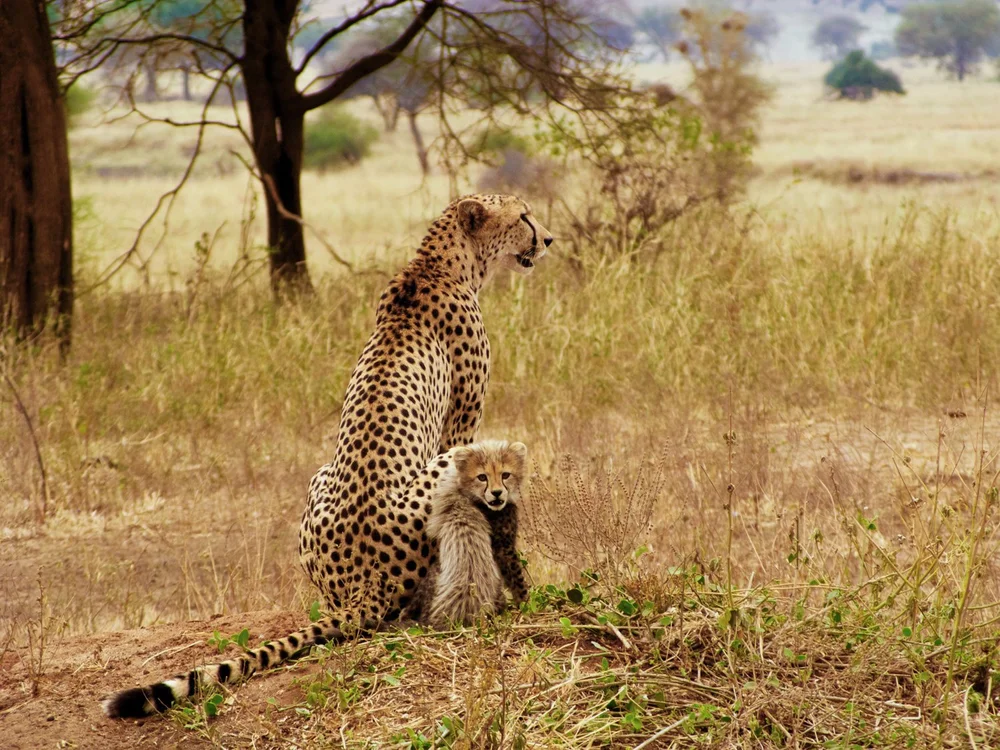 Macroecology & Conservation