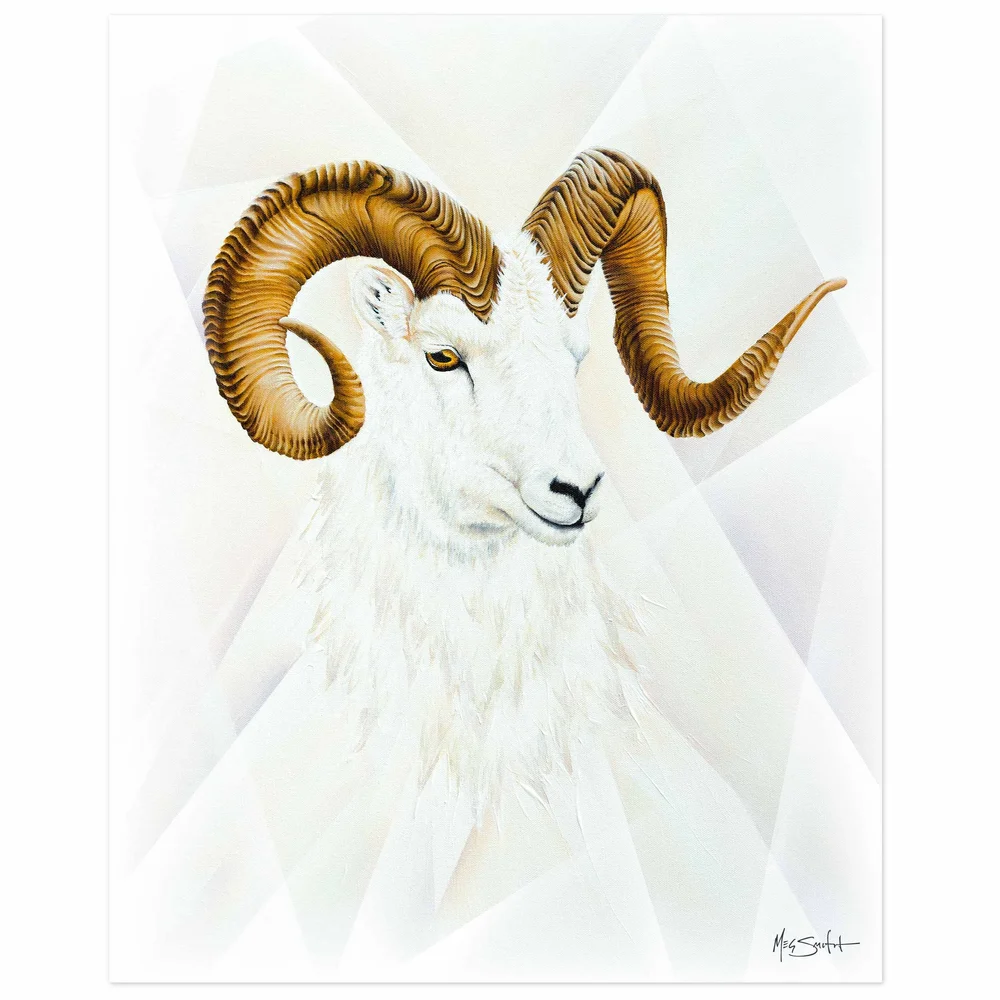 White Dall Sheep