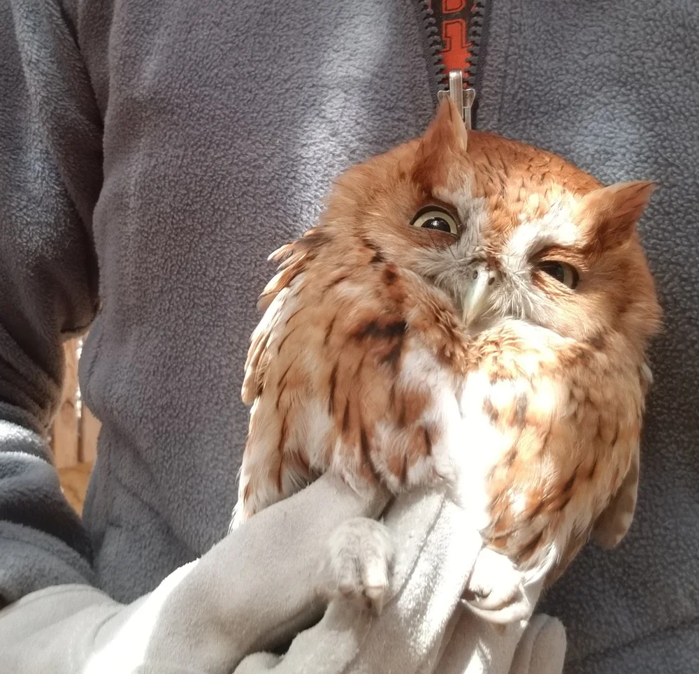 North Sky Raptor Sanctuary
