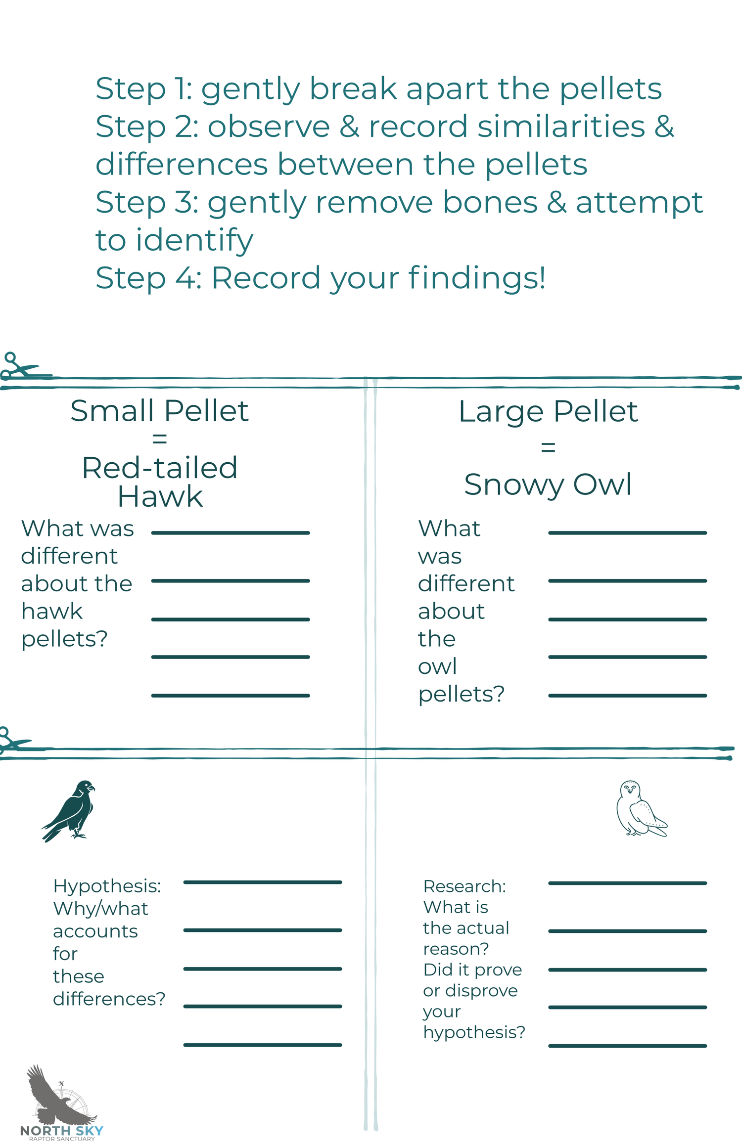 Owl Pellet Packet — North Sky Raptor Sanctuary