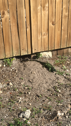 Humane Wildlife Removal of Iguanas, Toads, Ducks and Geese in South ...