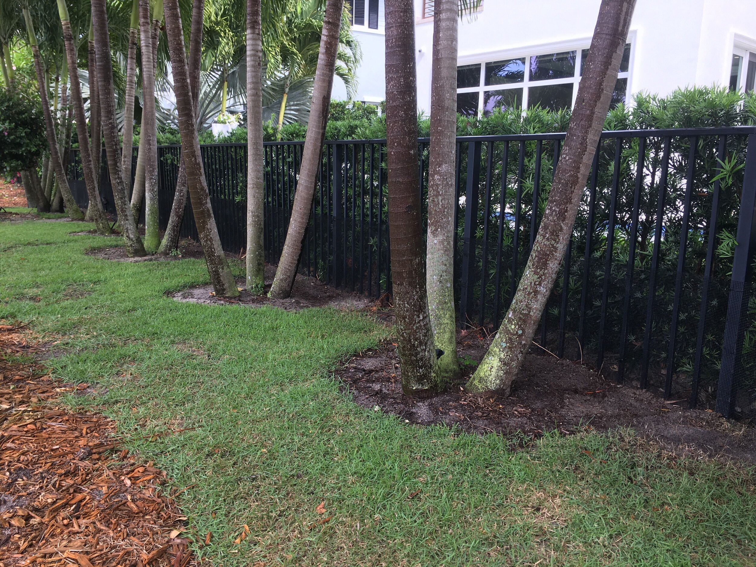 Humane Wildlife Removal of Iguanas, Toads, Ducks and Geese in South ...