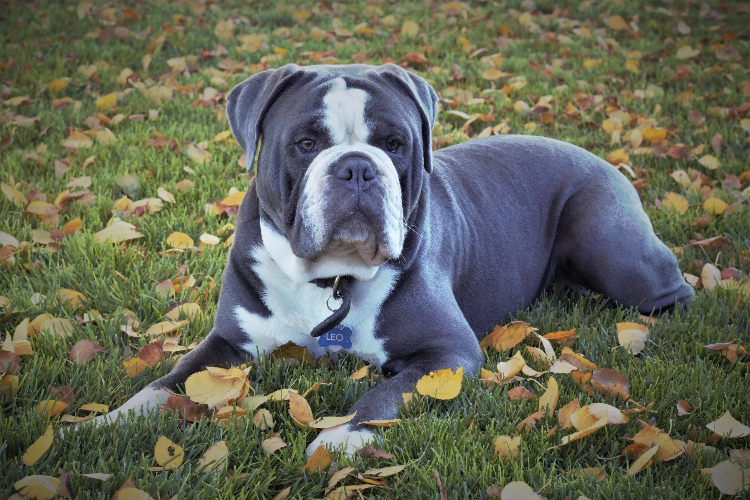Blue Olde English Bulldogge