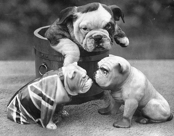 Is The Old English Bulldog Extinct