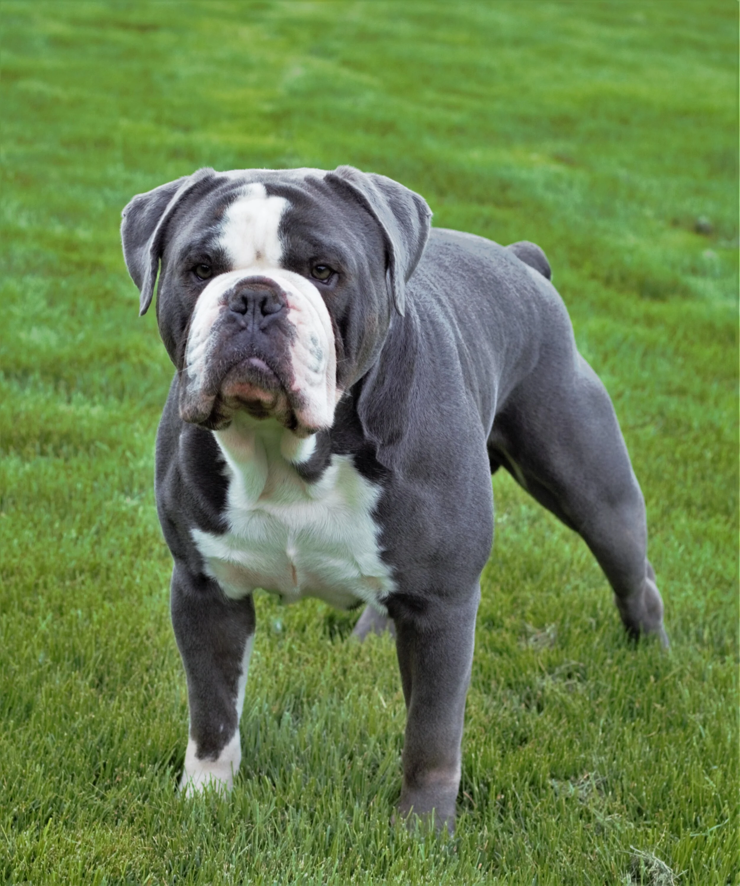 Blue Olde English Bulldogge