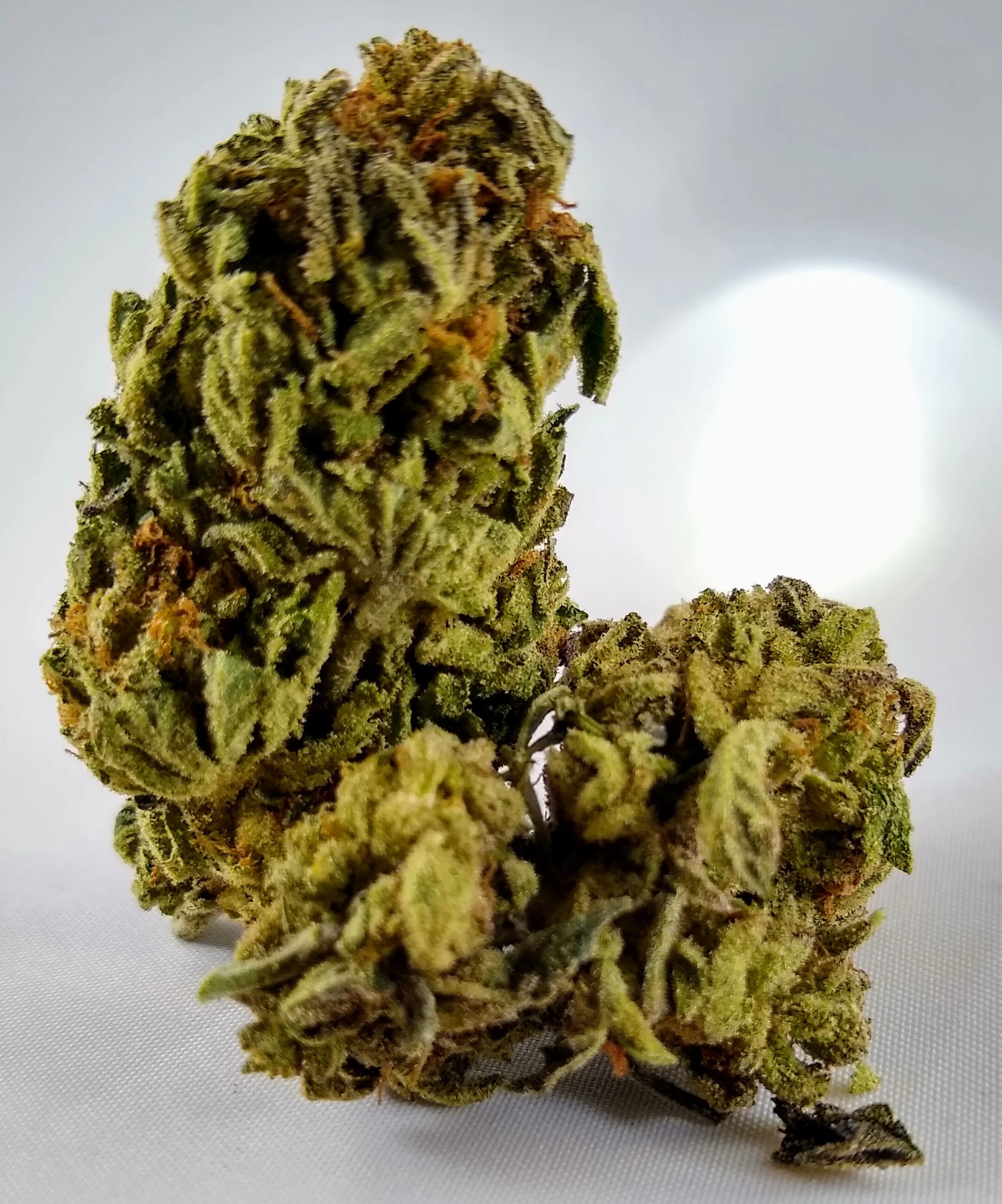 Flower Review: Grape Runtz (All The Buzz)