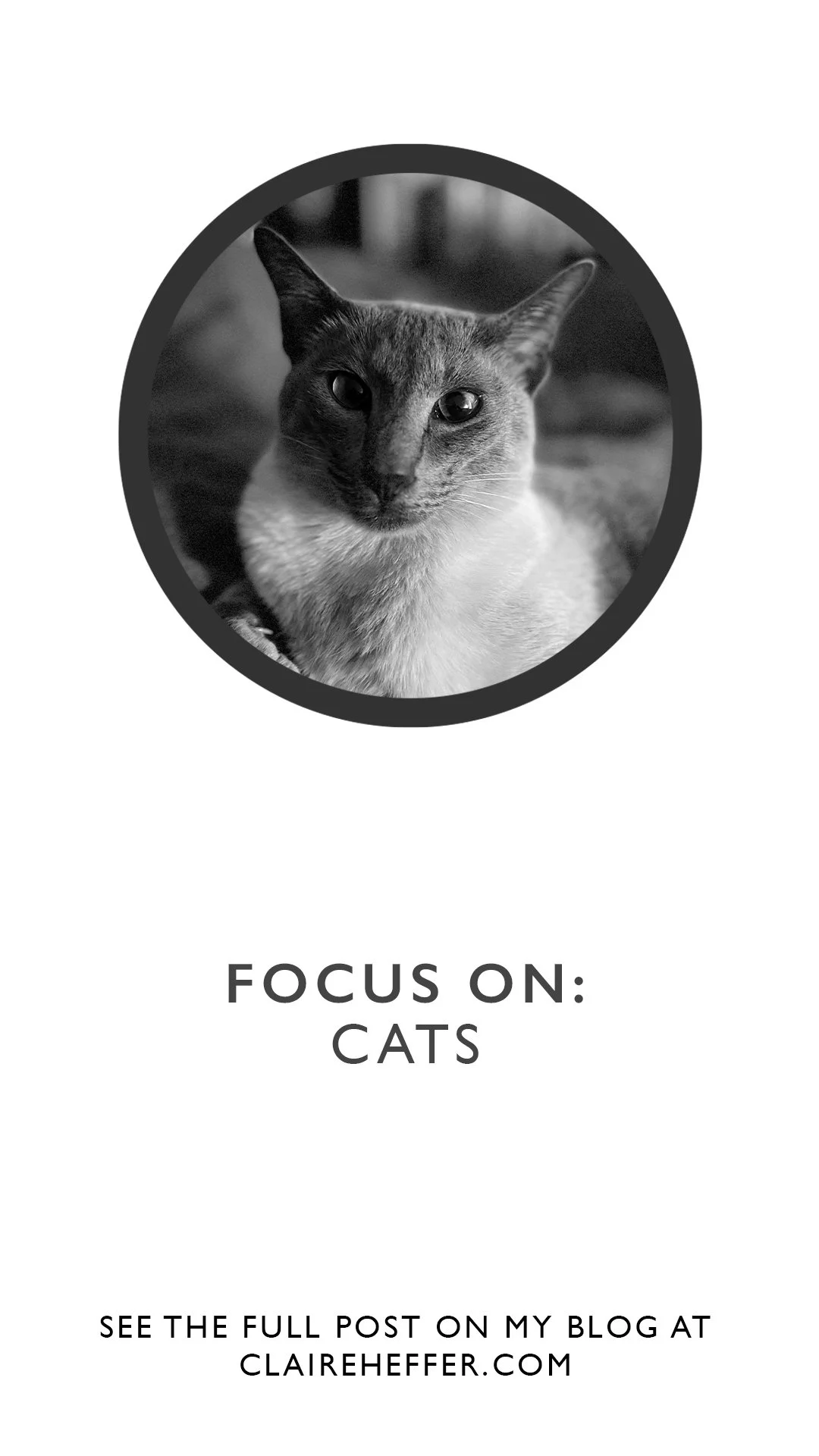 FOCUS ON: CATS — CLAIRE HEFFER DESIGN