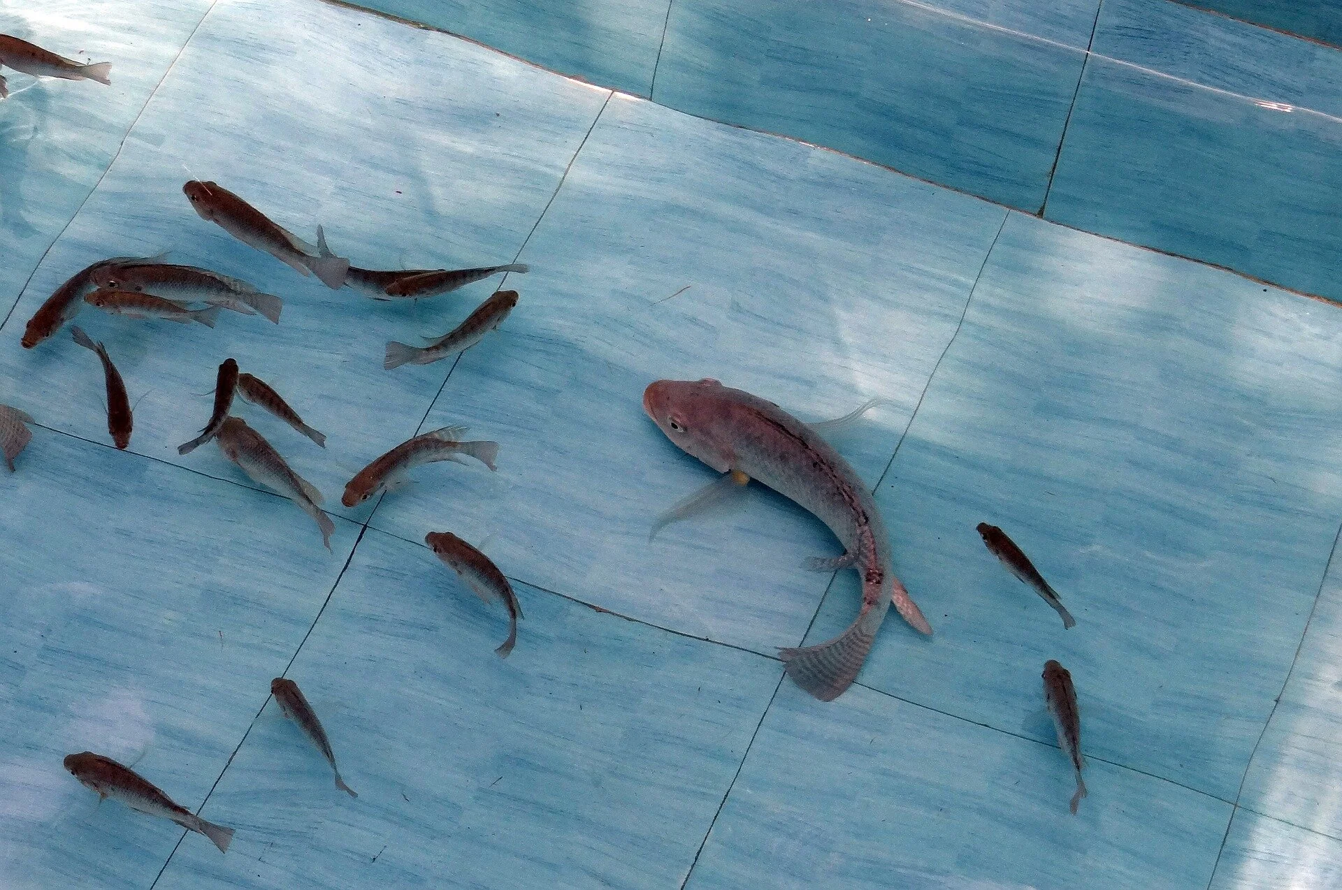 Nile Tilapia Fingerlings