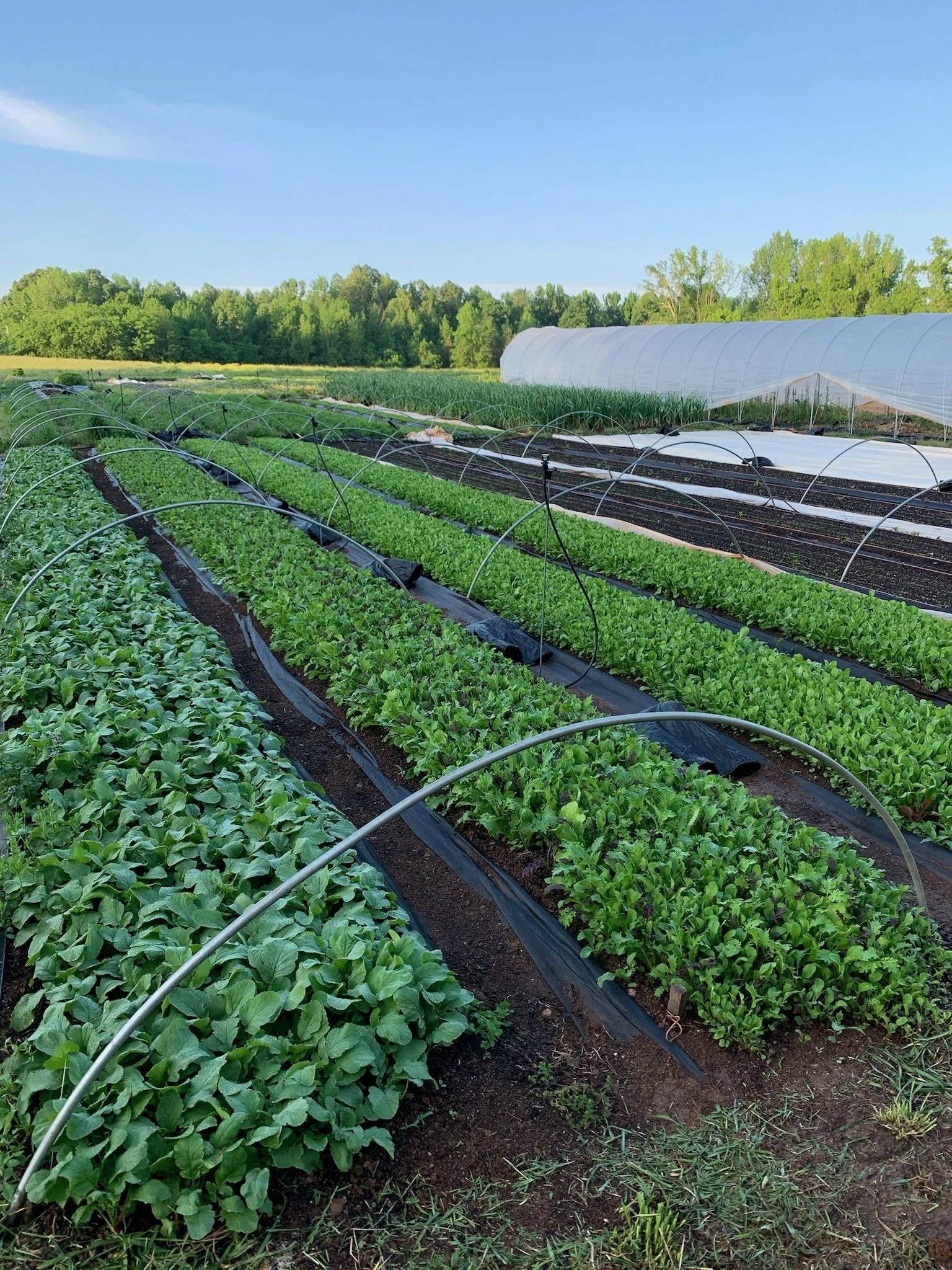 Humble Umbel Farm