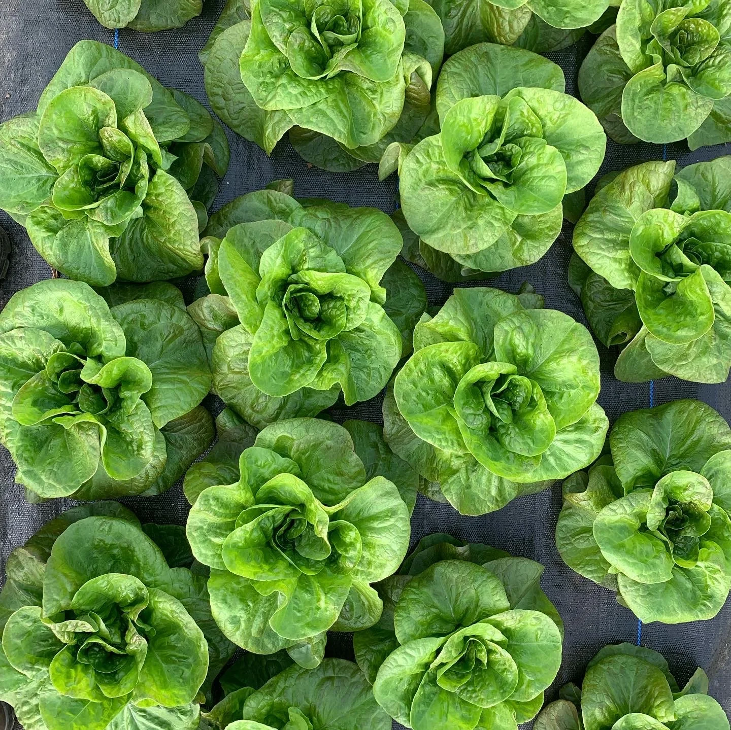 Humble Umbel Farm