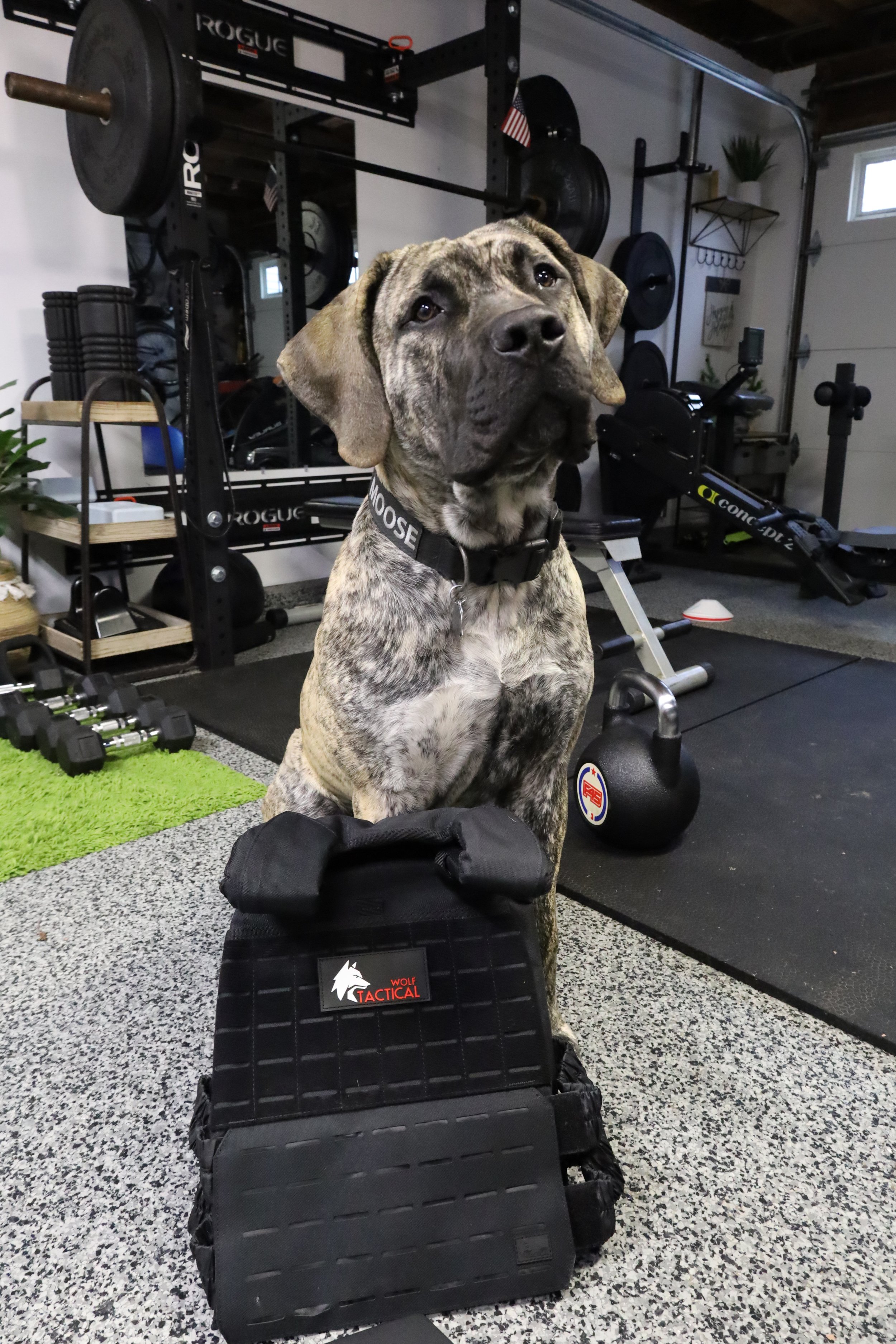 Unleash Your Potential with Wolf Tactical Weight Vest: The Ultimate ...