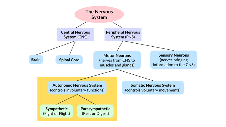 The Autonomic Nervous System - What It Is and How We Can Train It ...