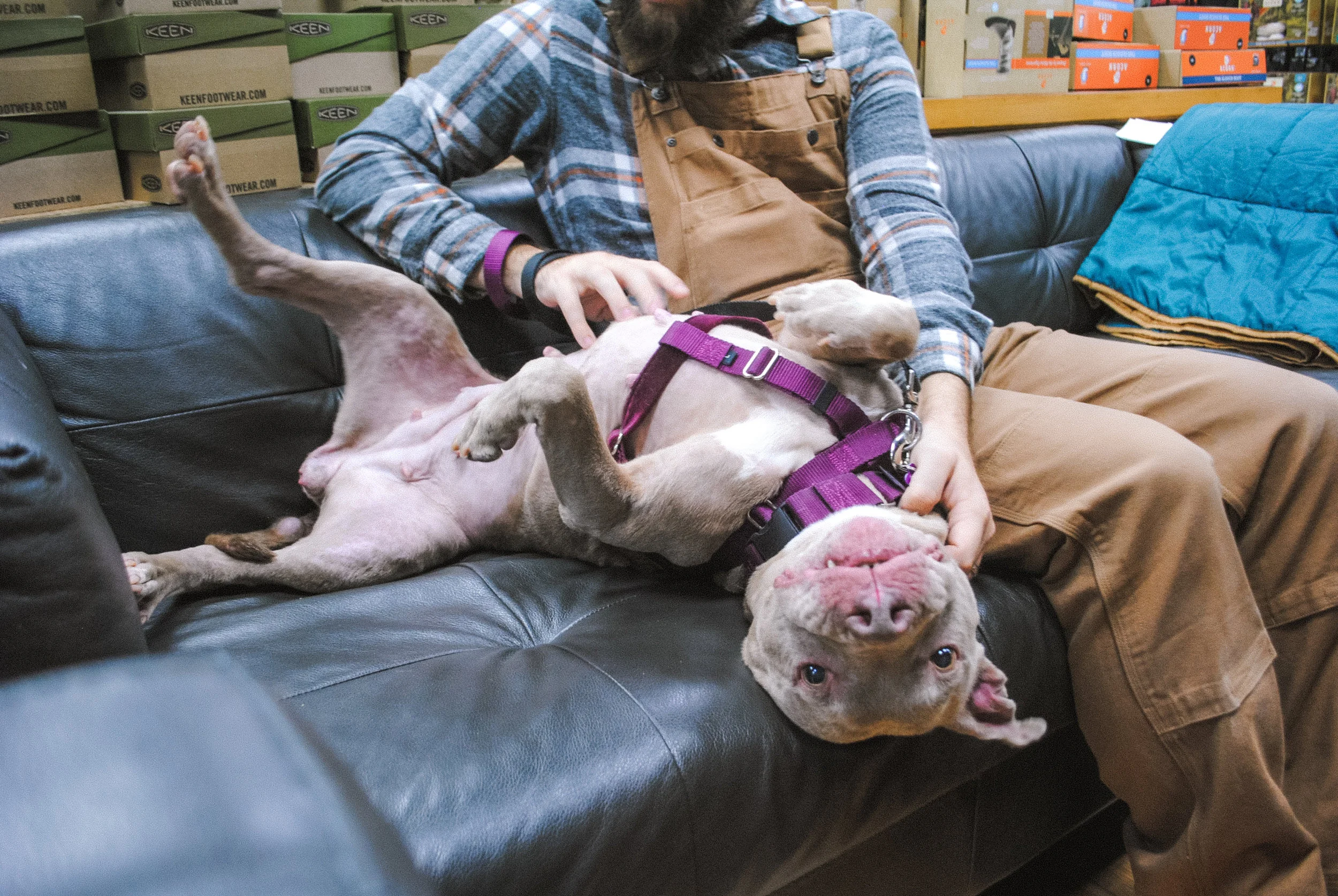 Helping Shelter Dogs Smile: Dilla — Our Life is Ruff