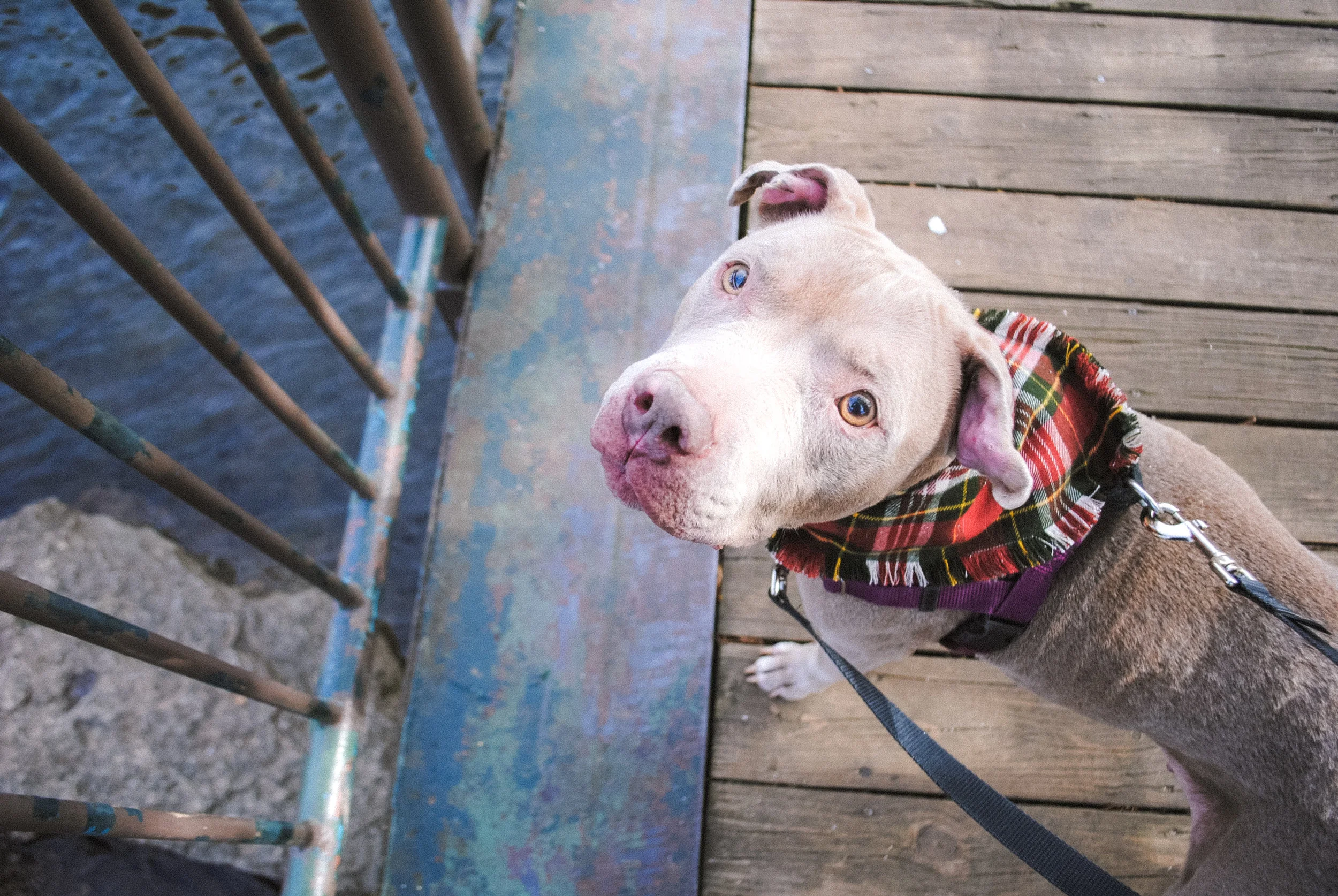 Helping Shelter Dogs Smile: Dilla — Our Life is Ruff