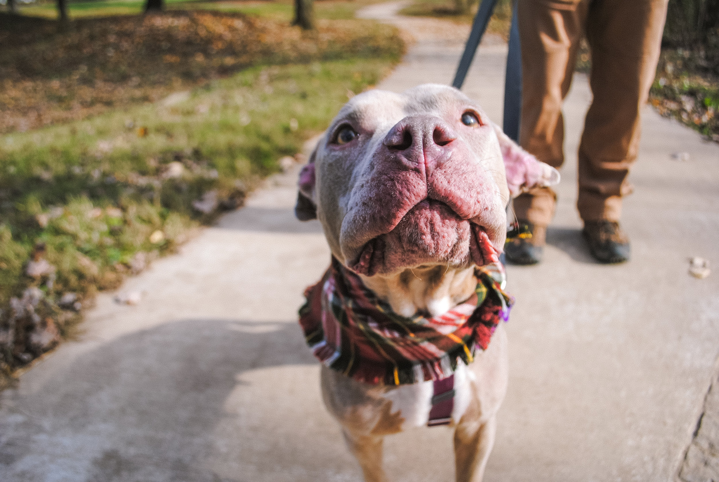 Helping Shelter Dogs Smile: Dilla — Our Life is Ruff