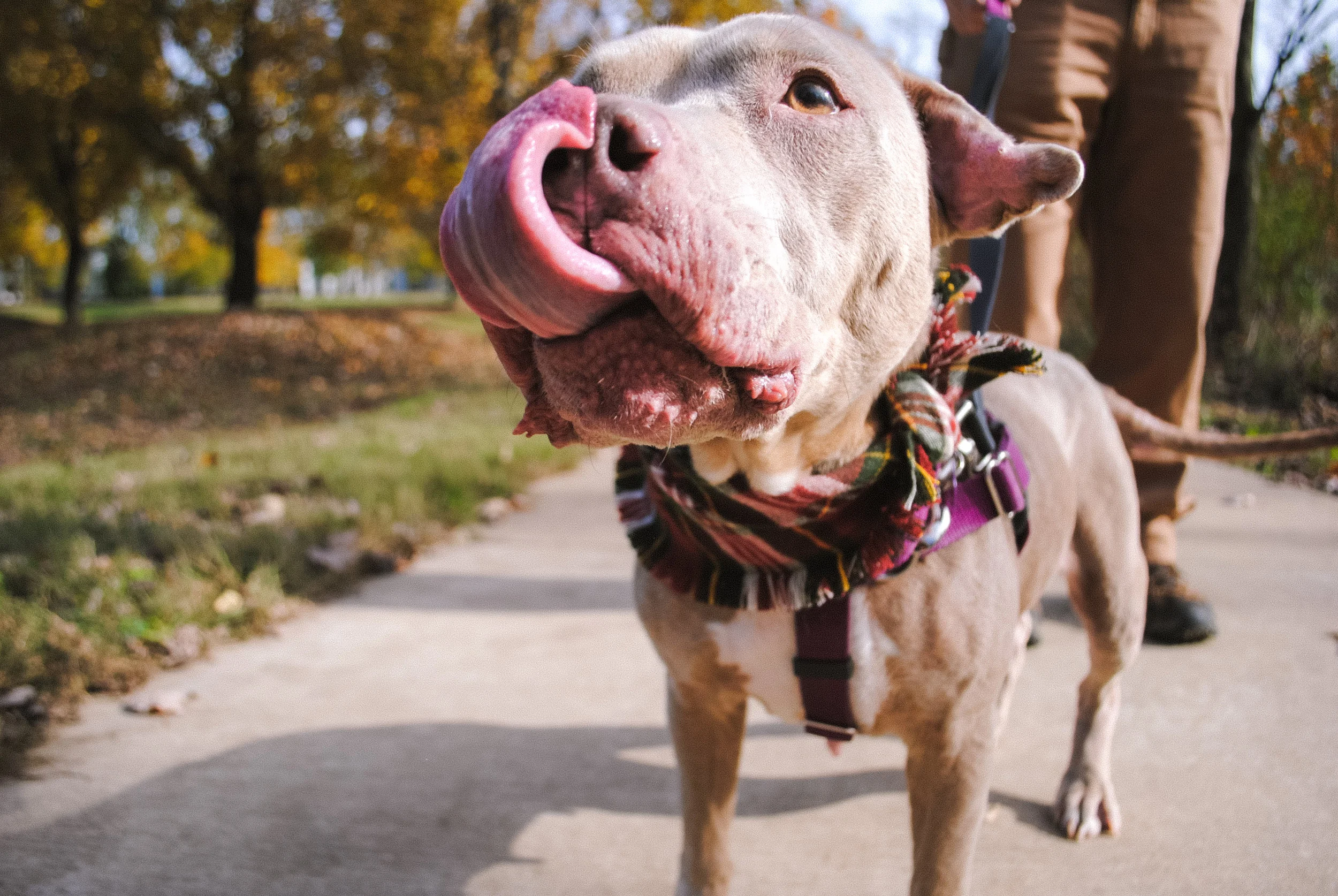 Helping Shelter Dogs Smile: Dilla — Our Life is Ruff