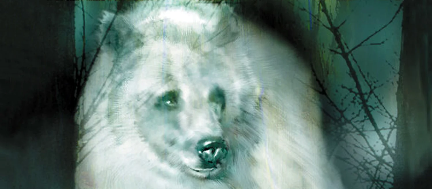 Touching Spirit Bear Cole