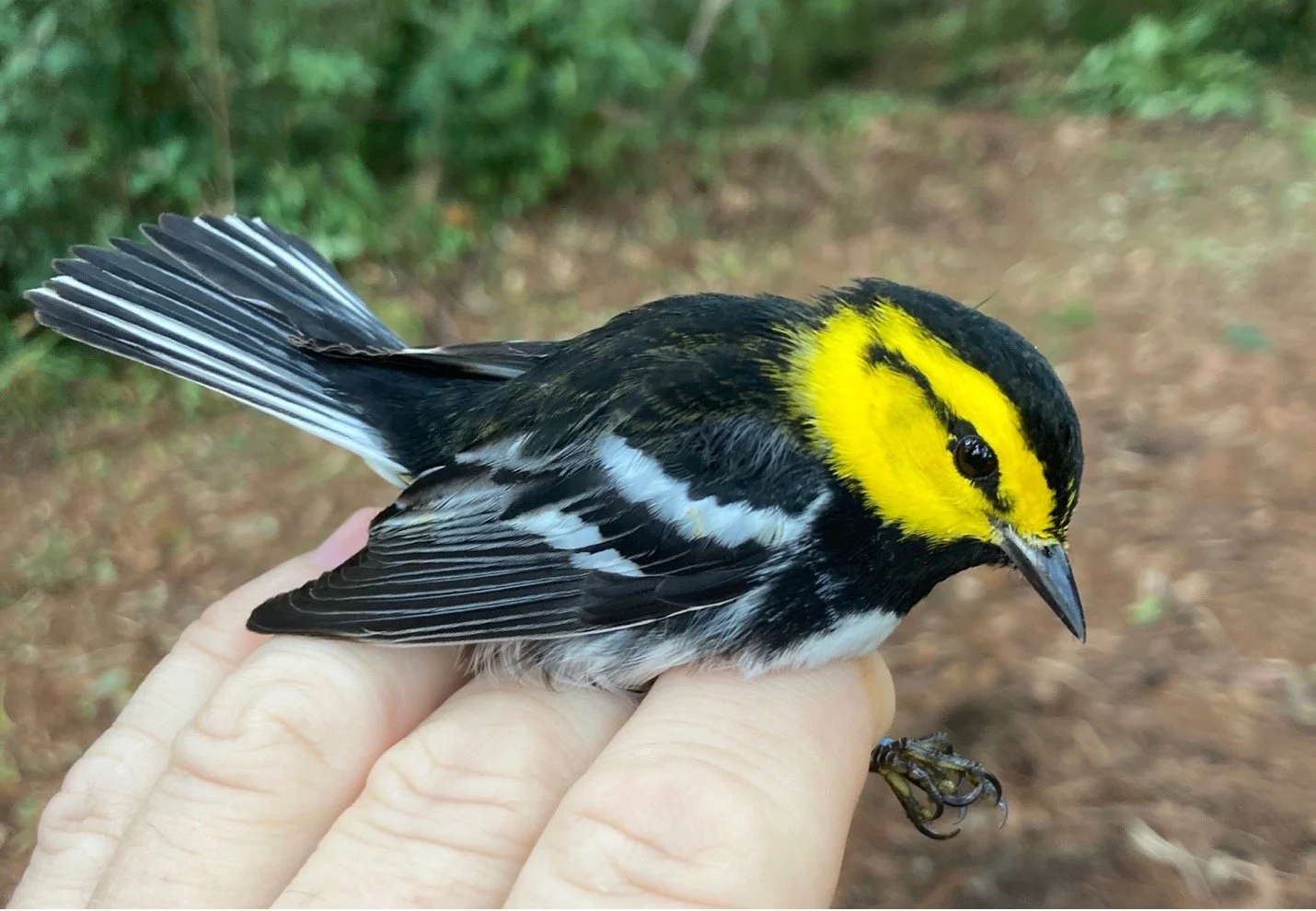 Golden Cheeked Warbler