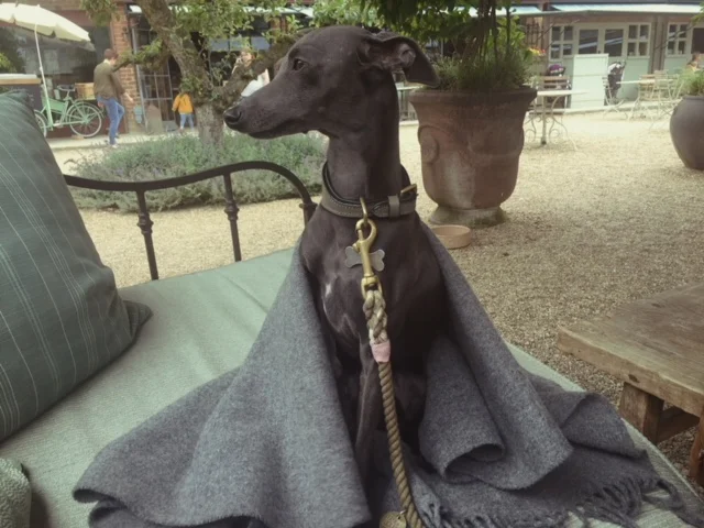 Sable Italian Greyhound